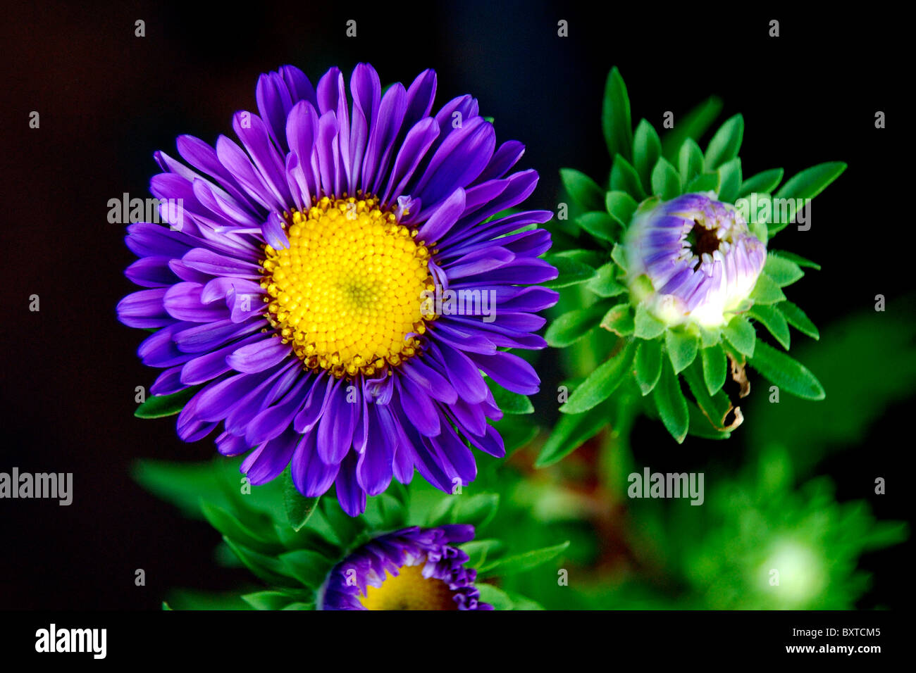 flolwers,flora and fauna,beautiful flower,flowers from garden,garden ...