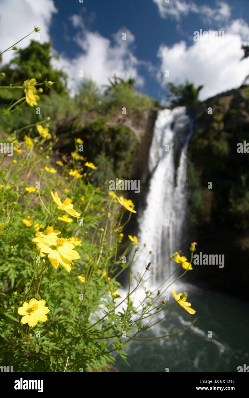 Yellow Flowers In Front Of Concorde Waterfall Stock Photo - Alamy