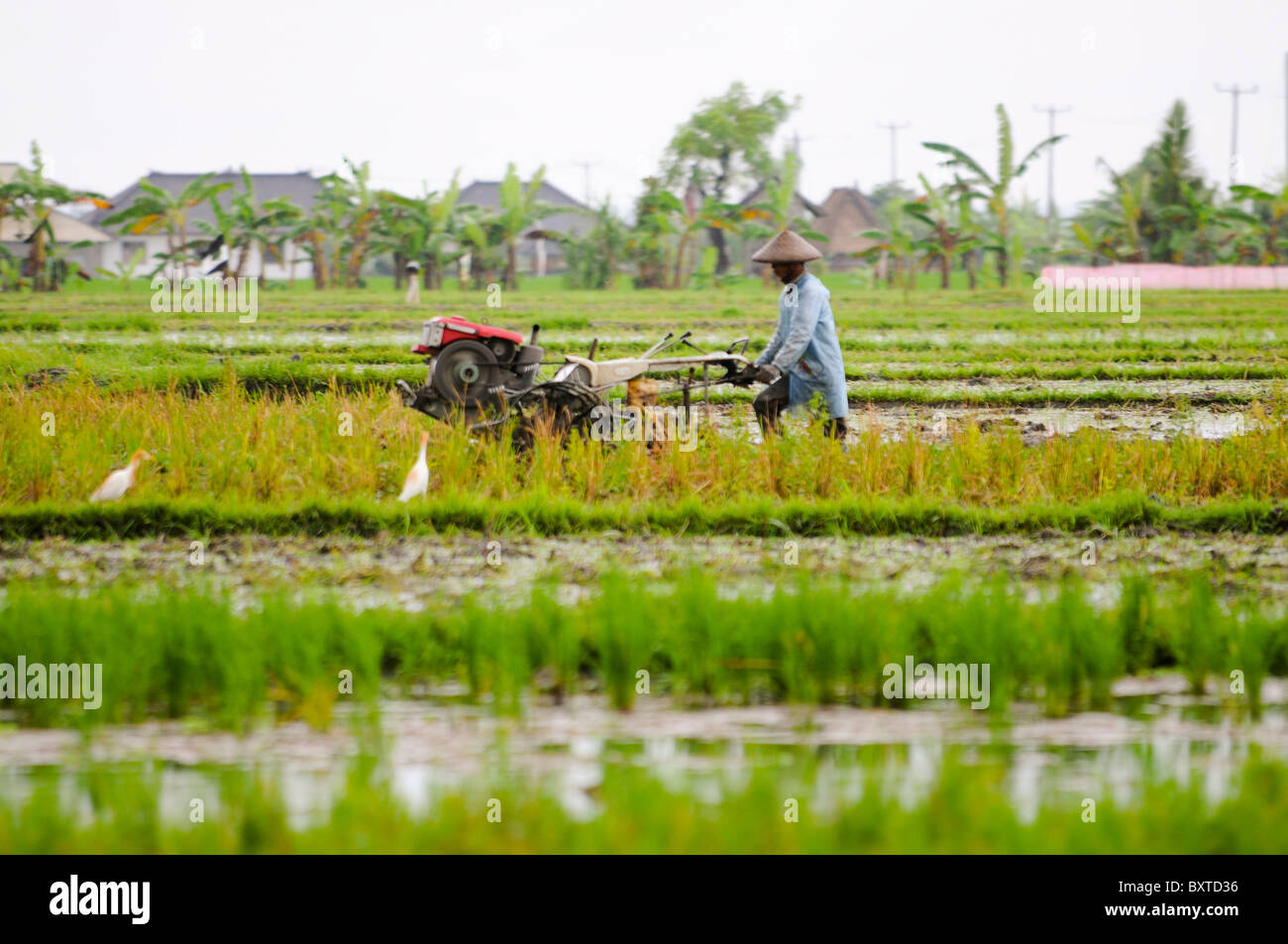 Farmer tending to crops in Bali, Indonesia Stock Photo - Alamy