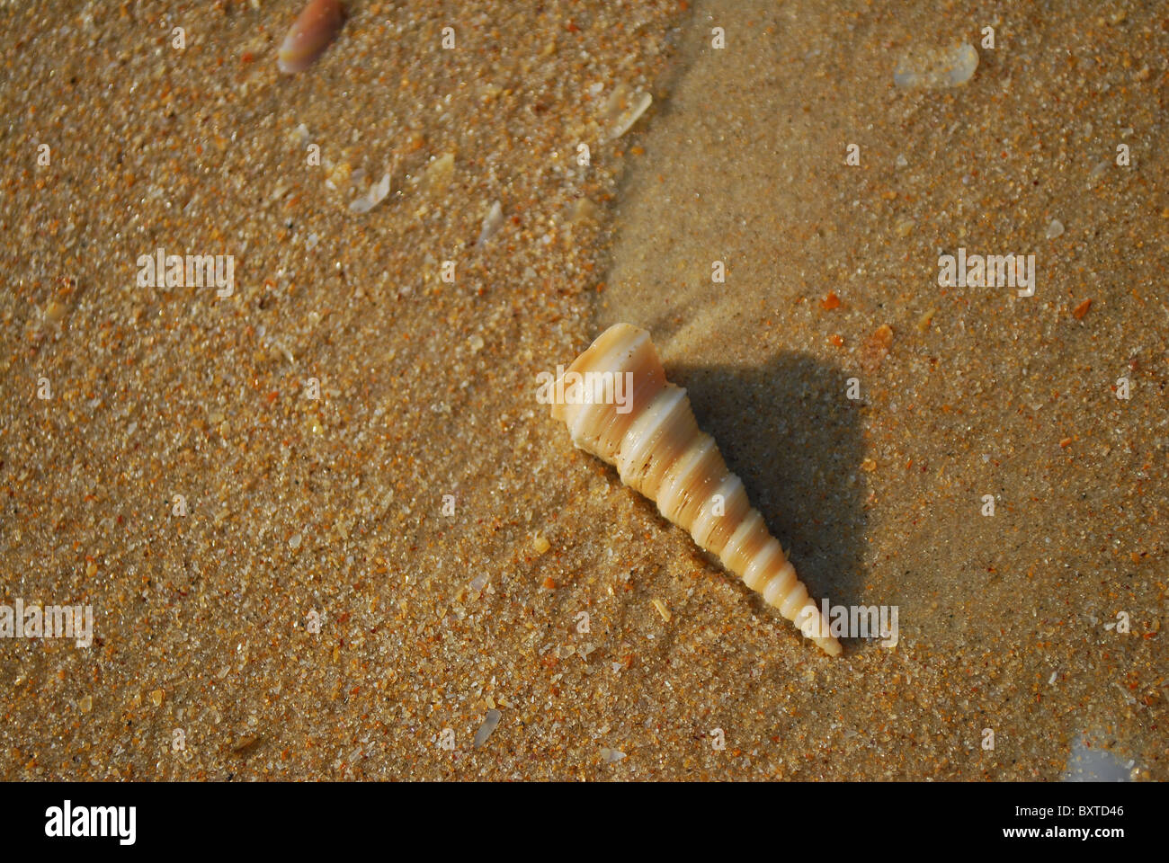 shell in a water Stock Photo - Alamy