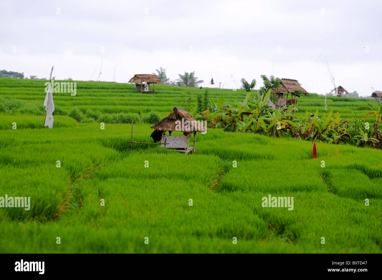 Rice paddy field europe hi-res stock photography and images - Alamy