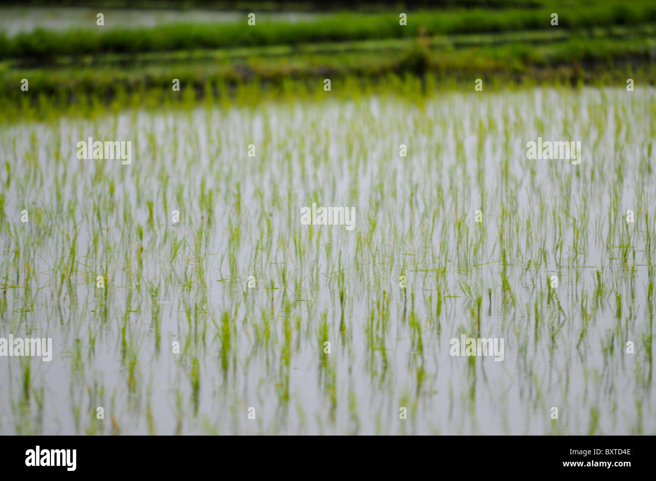 Paddy crop hi-res stock photography and images - Alamy
