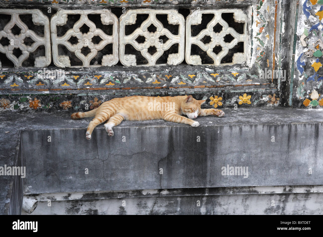 A cat sleeping in the temple Stock Photo - Alamy