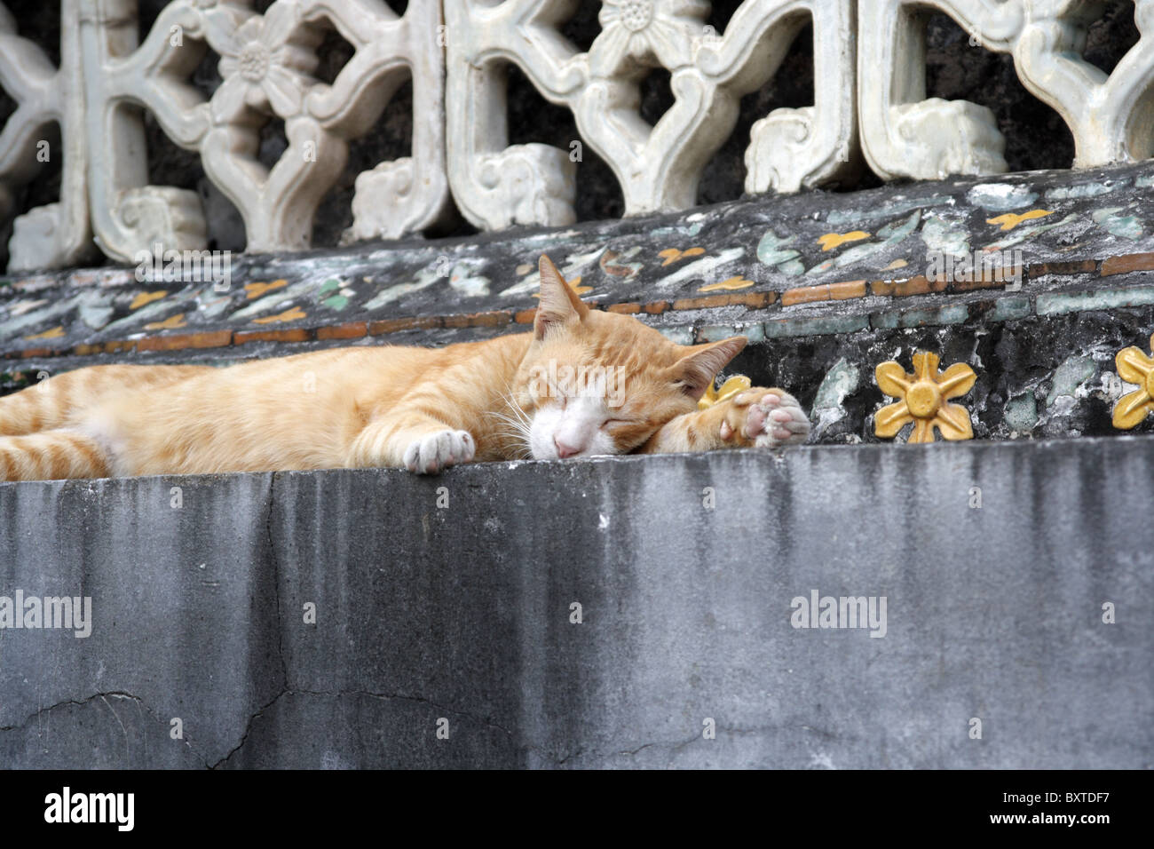 A cat sleeping in the temple Stock Photo - Alamy