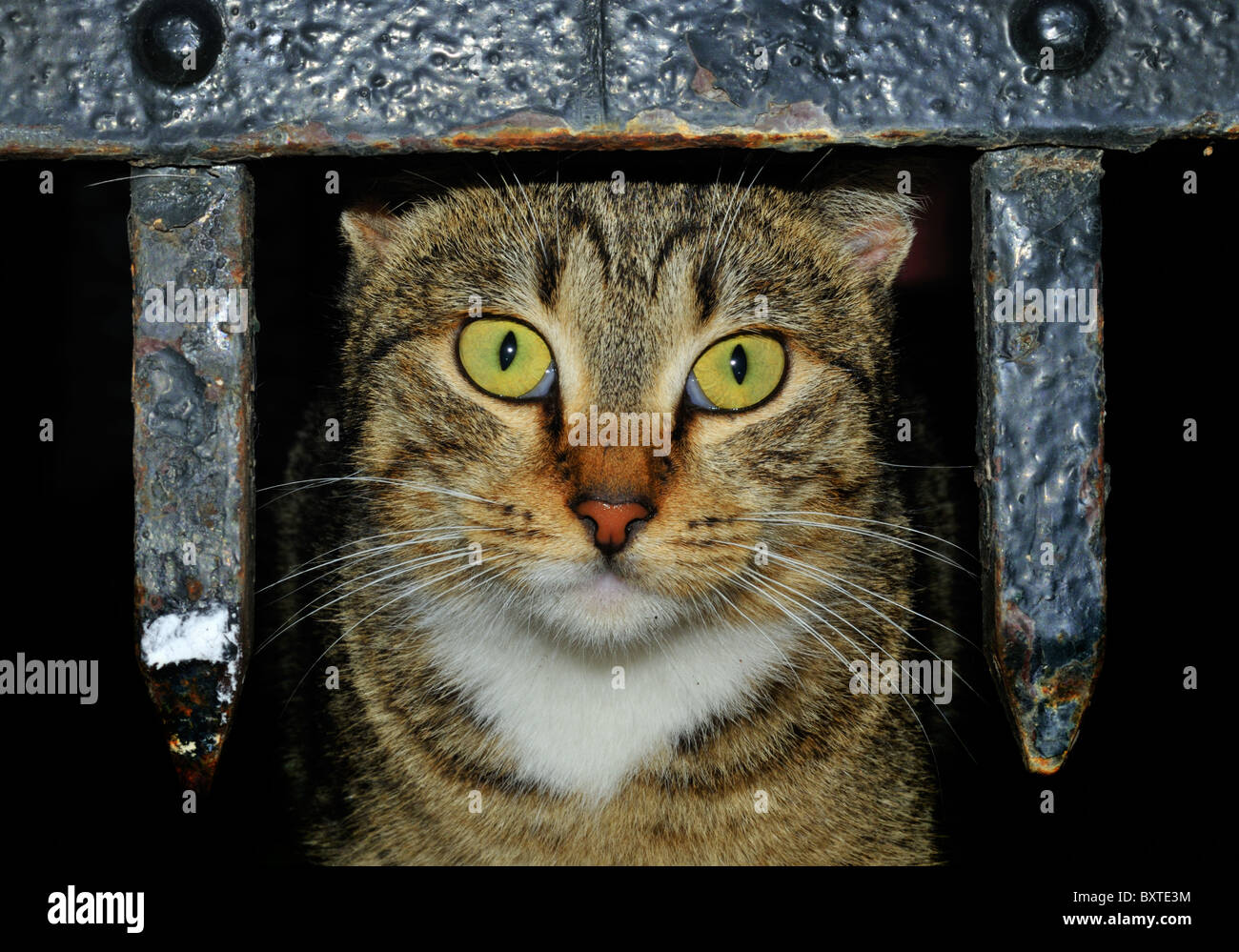 cat on street in Plaka under the Acropolis Stock Photo - Alamy