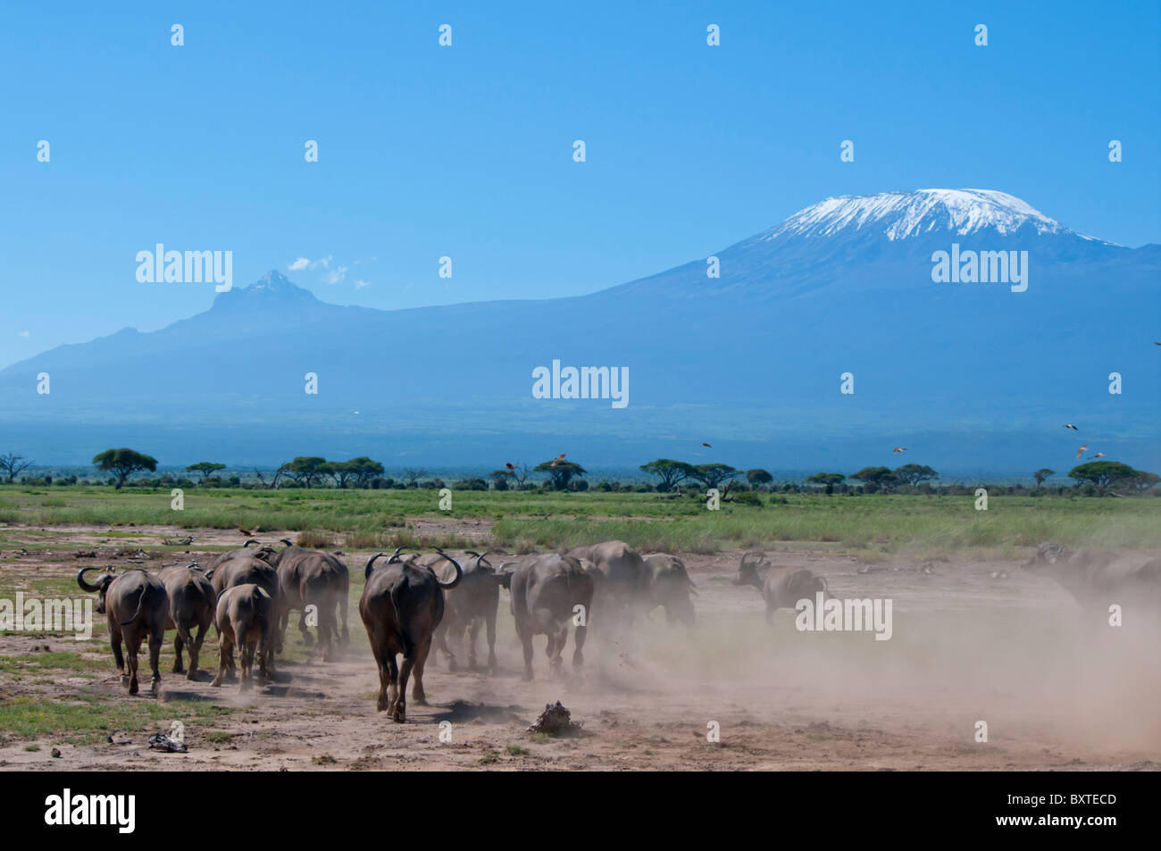 Kenya, Amboseli, Kilimanjaro, Cape Buffalo Stock Photo - Alamy