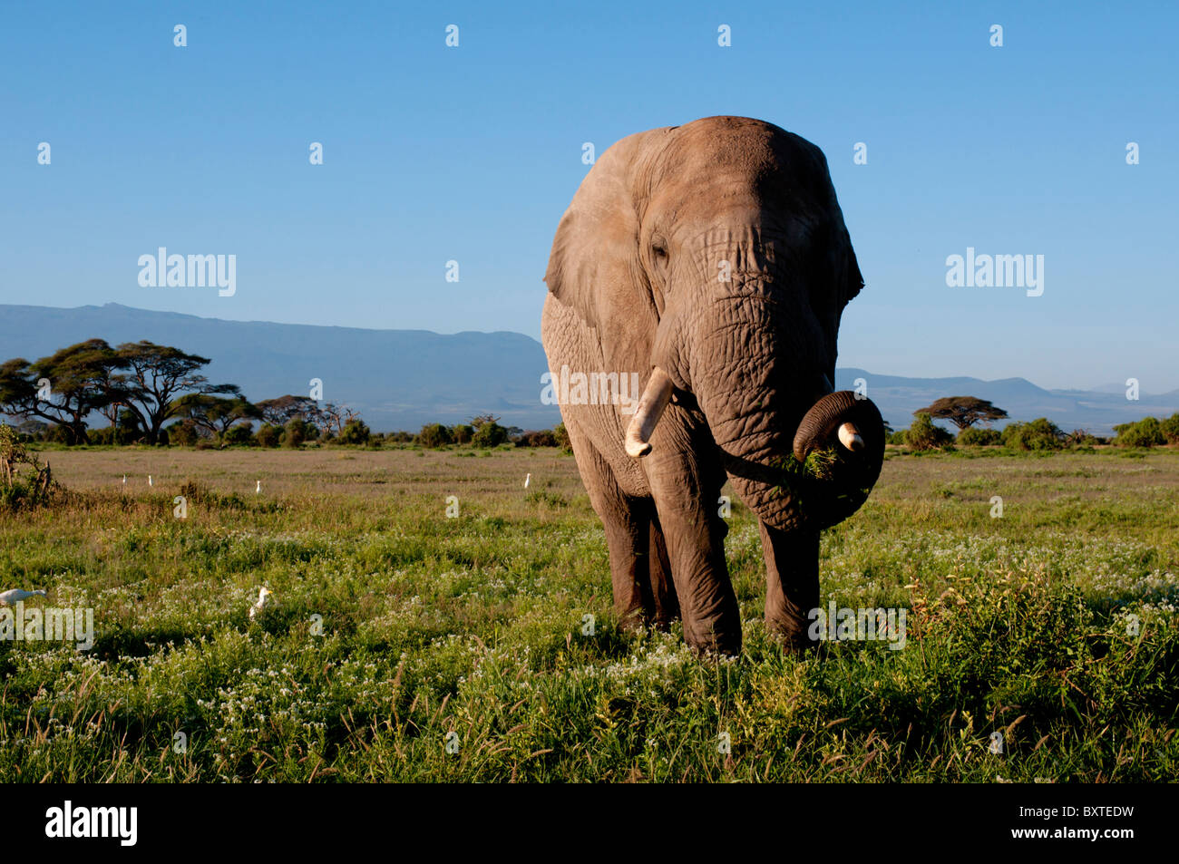 Kenya, Amboseli, Elephant Solitary Bull Stock Photo - Alamy