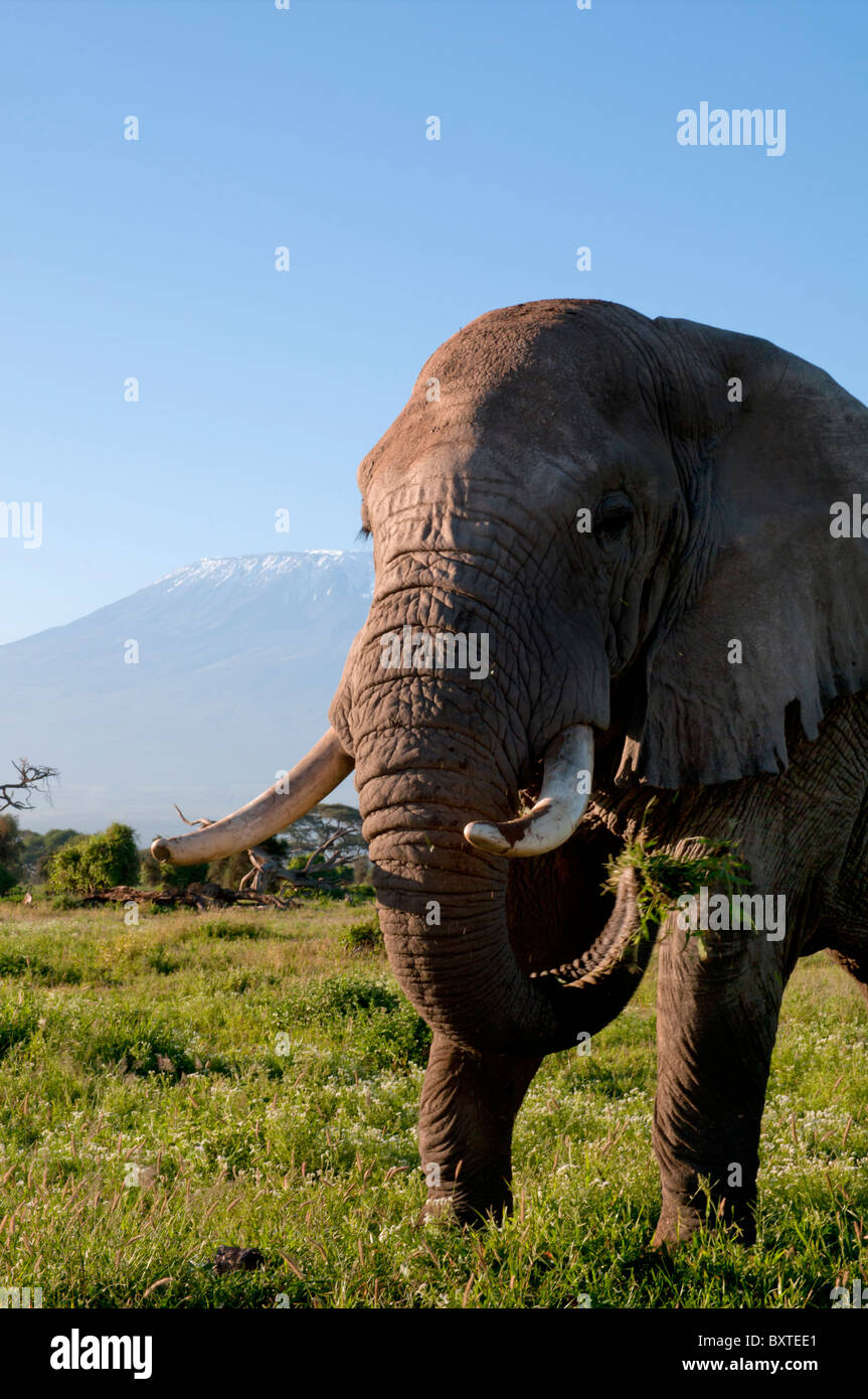 Kenya, Amboseli, Elephant Kilimanjaro Solitary Bull Feeding Stock Photo ...