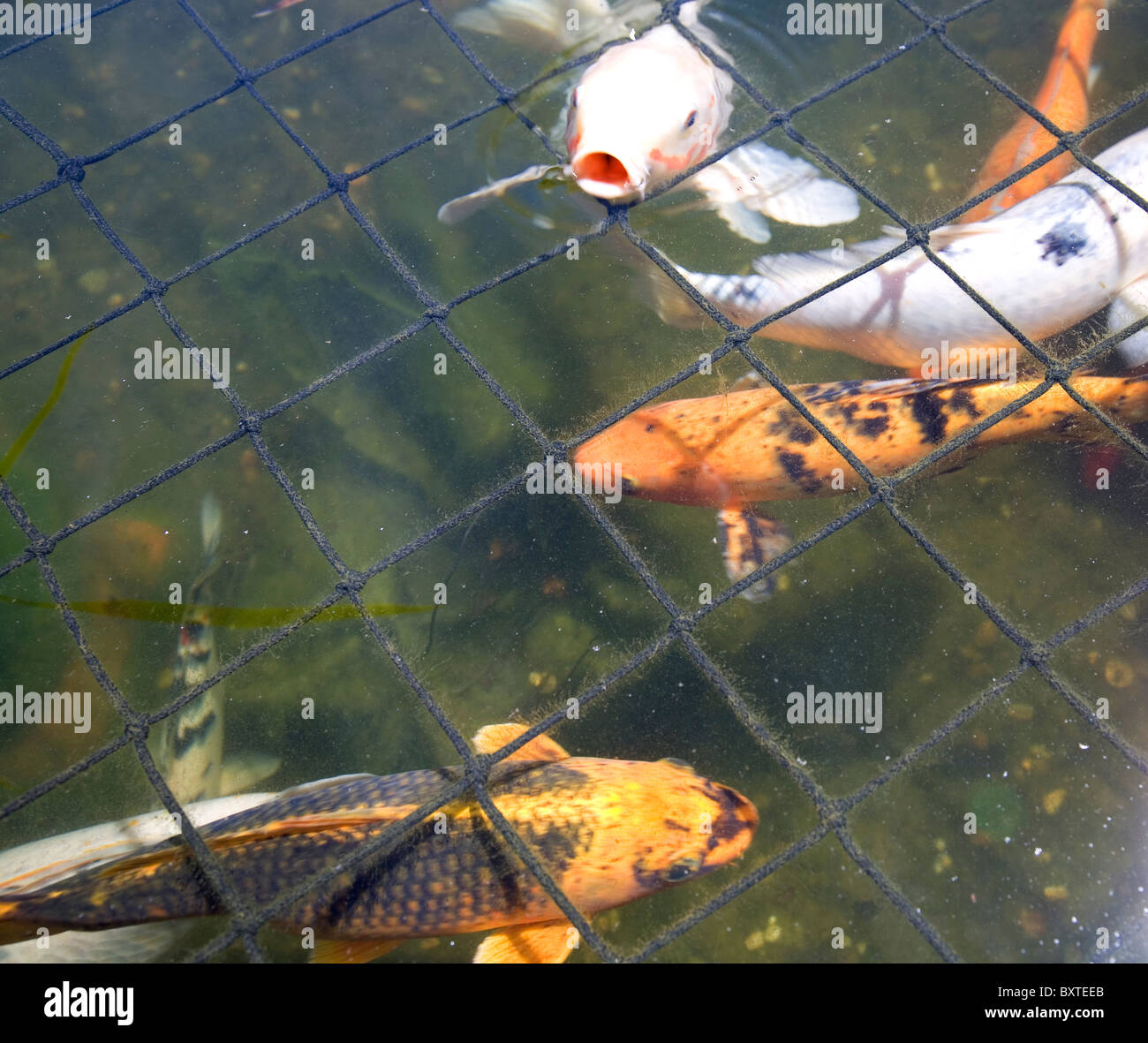 Koi Carp under netting in pond Stock Photo - Alamy