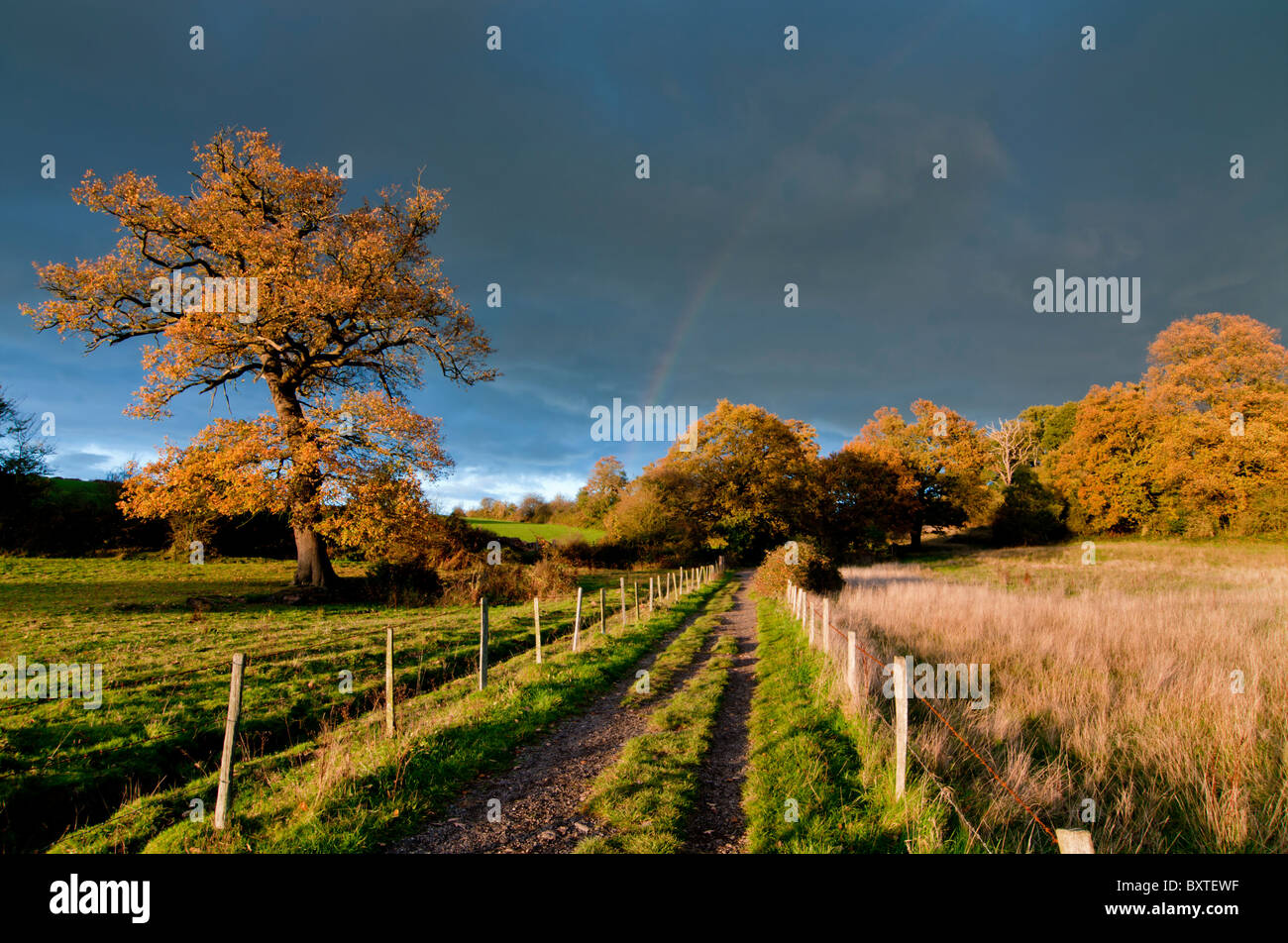 Uk, England, Surrey, Telegraph Hill Autumn Stock Photo - Alamy