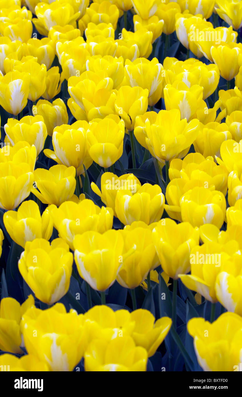 Lots of yellow and white tulis Stock Photo - Alamy