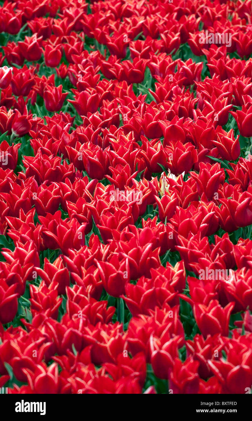 Flower bed of bright red tulips Stock Photo - Alamy