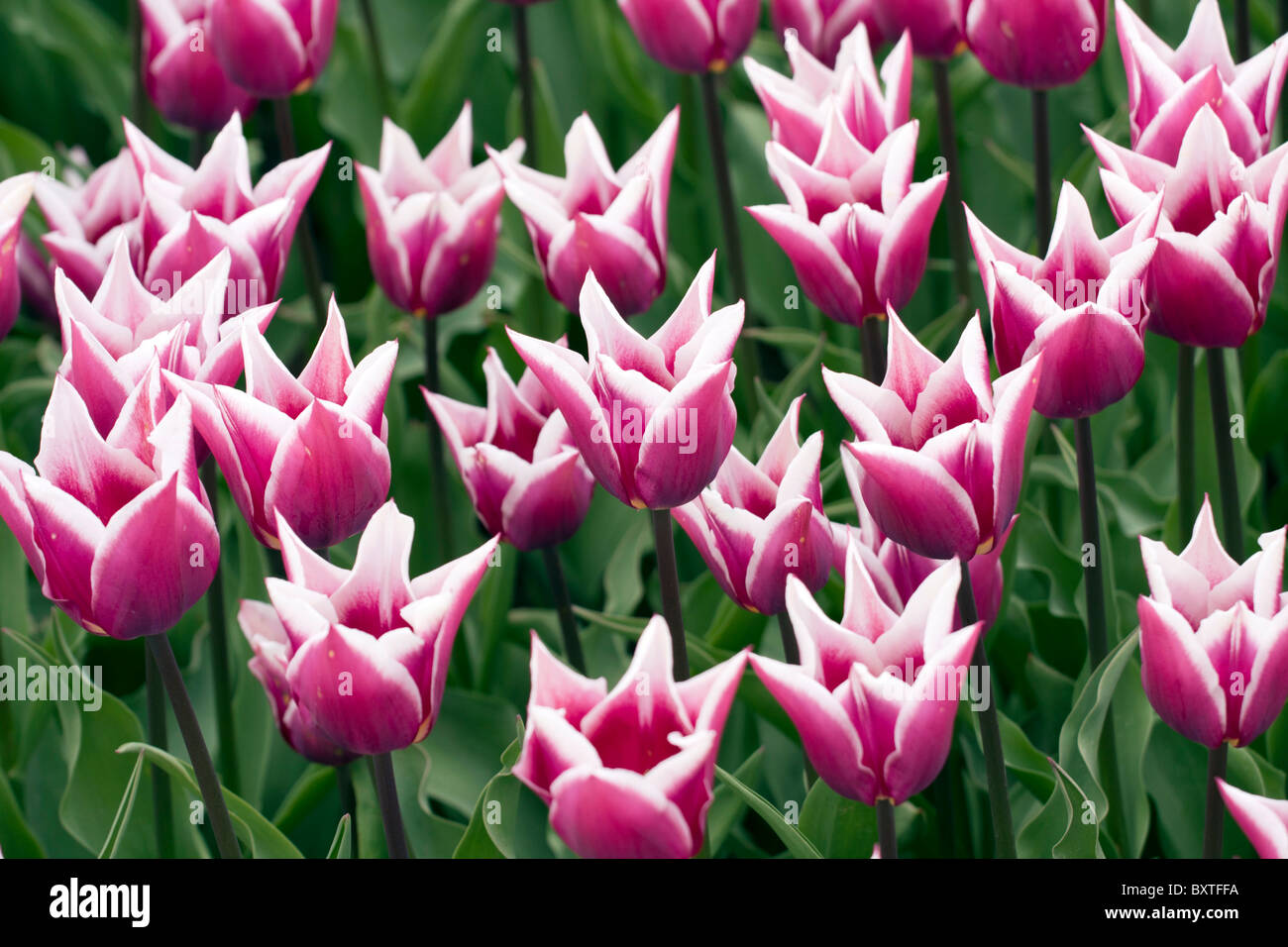 Field of purple tulips Stock Photo - Alamy