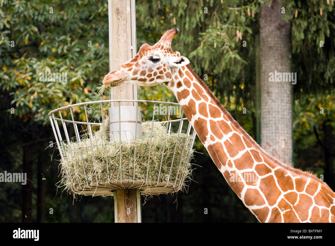 Closeup of the giraffe eating hay from the basket Stock Photo - Alamy