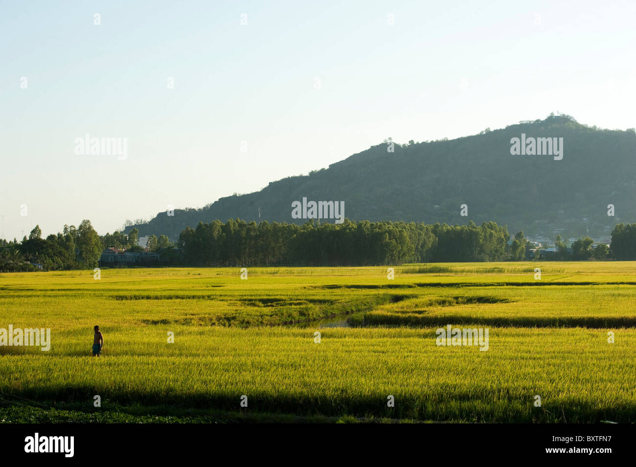 Rice paddies at the base of Sam mountain, Mekong Delta, Chau Doc ...