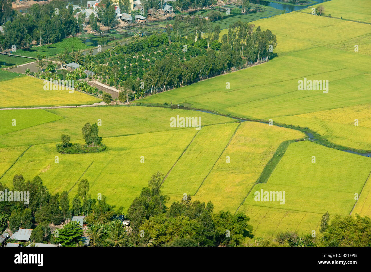 Mekong delta, vietnam rice hi-res stock photography and images - Alamy
