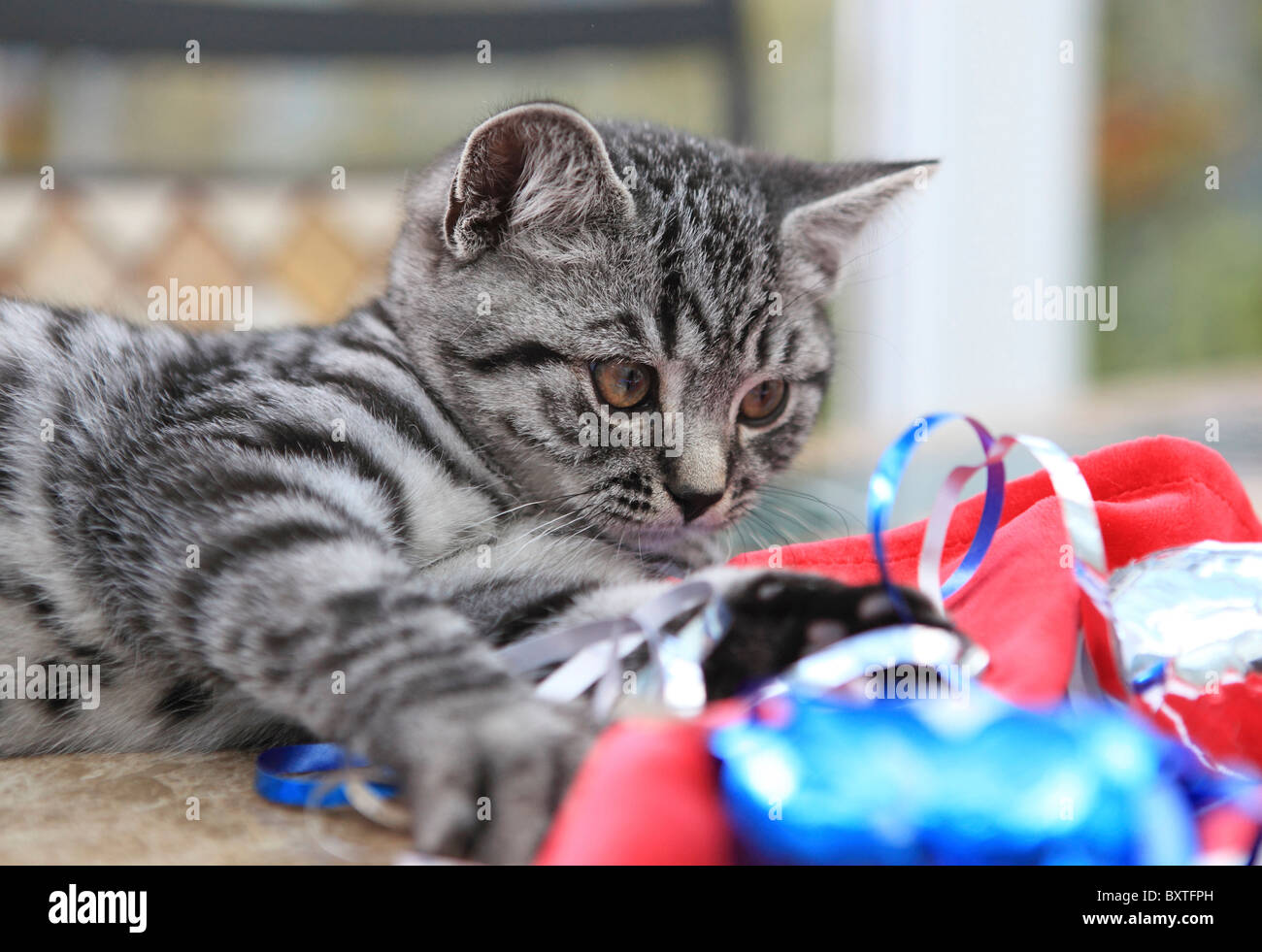 British Shorthair, Silver Spotted Kitten, 3 Months Old Stock Photo - Alamy