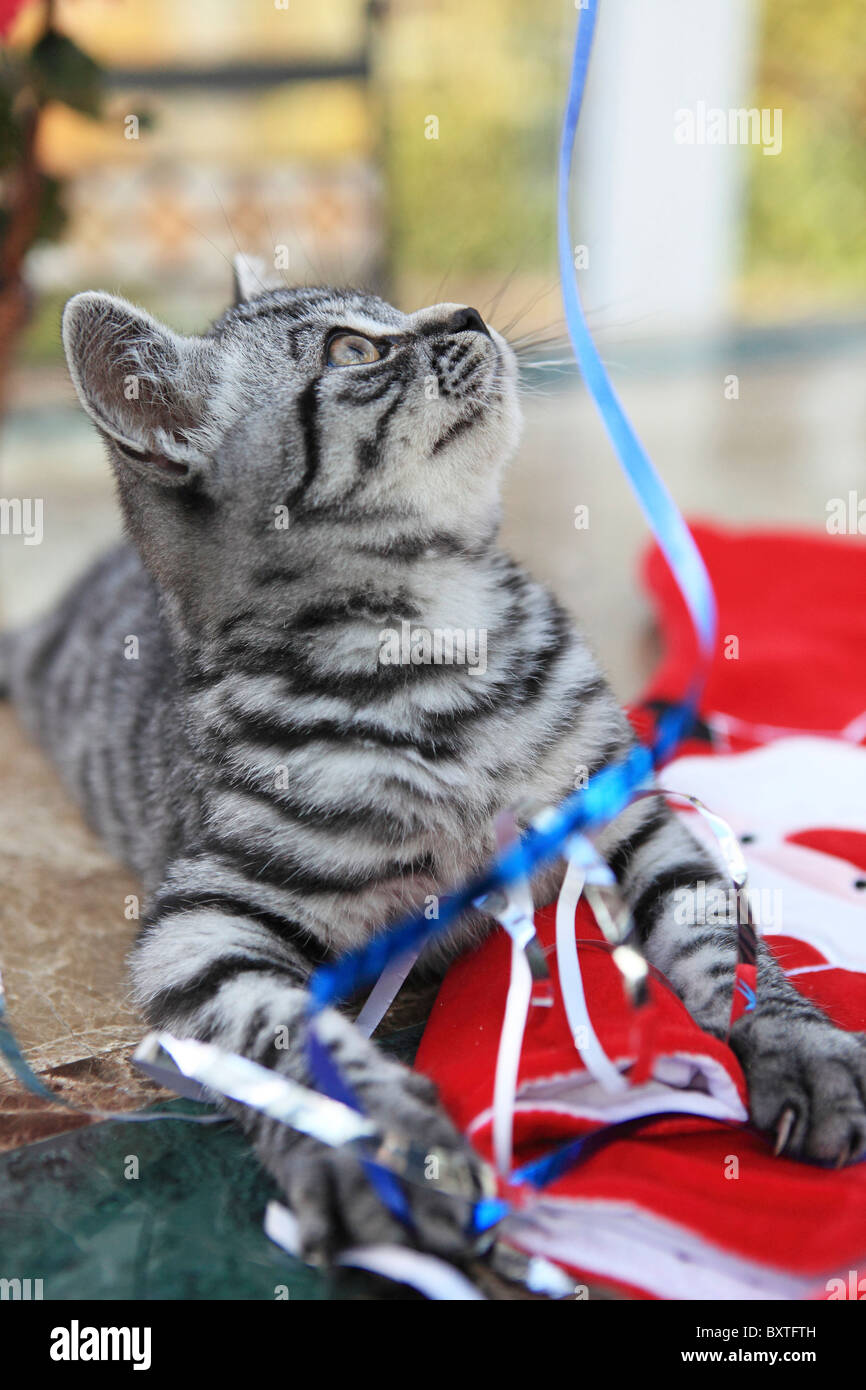 British Shorthair, Silver Spotted Kitten, 3 Months Old Stock Photo - Alamy