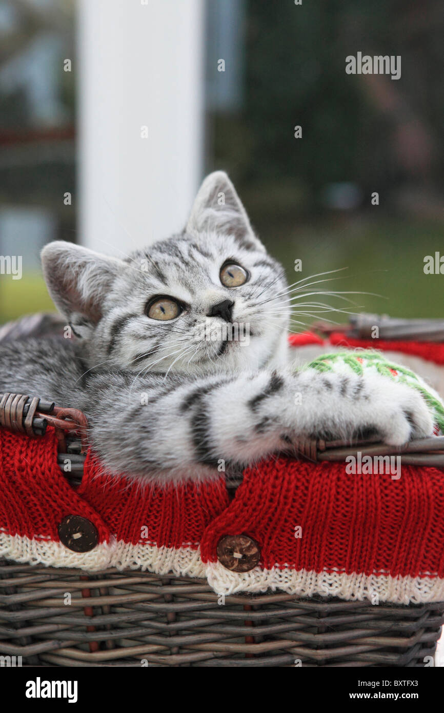 British Shorthair, Silver Spotted Kitten, 3 Months Old Stock Photo - Alamy
