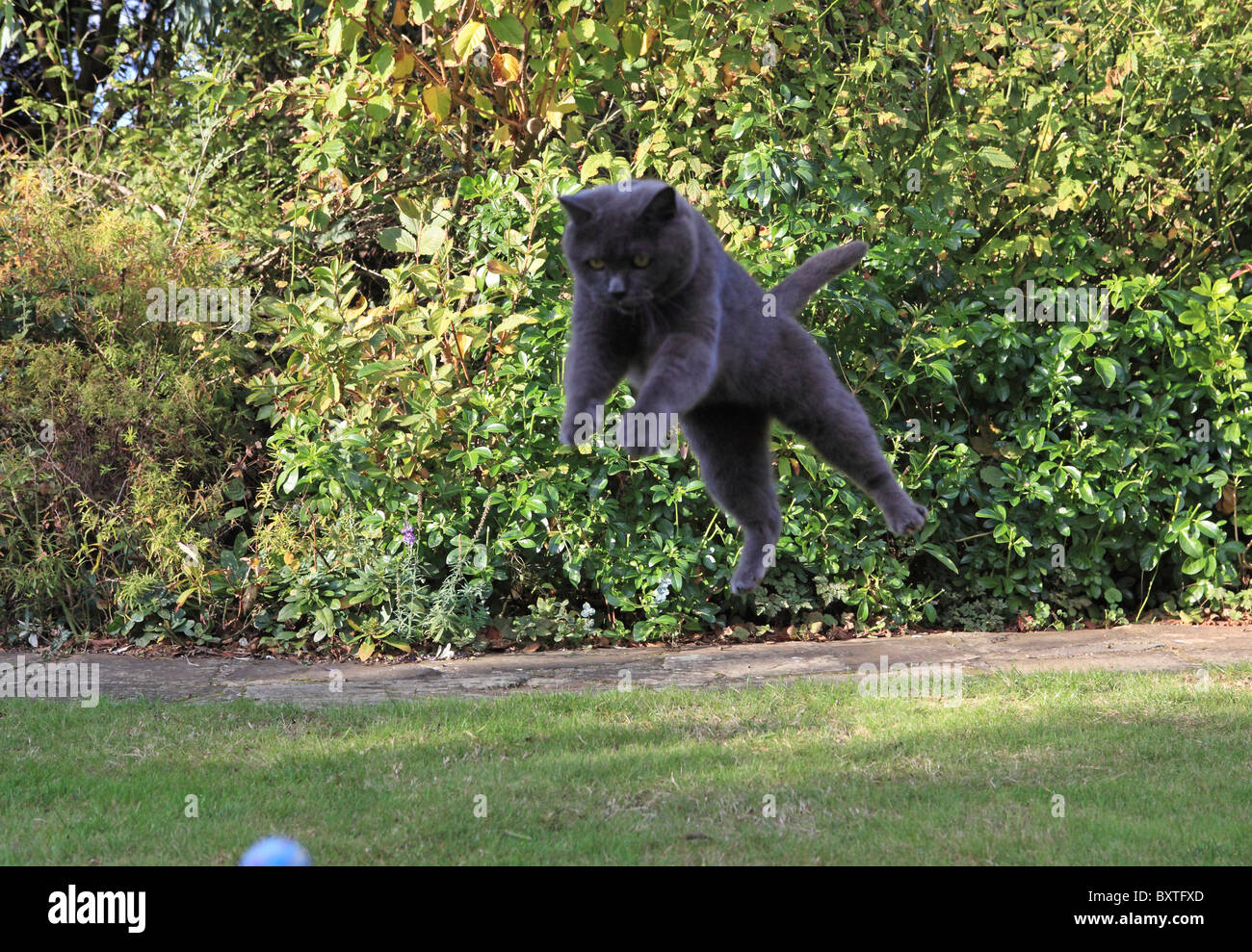 British shorthair cats hi-res stock photography and images - Alamy