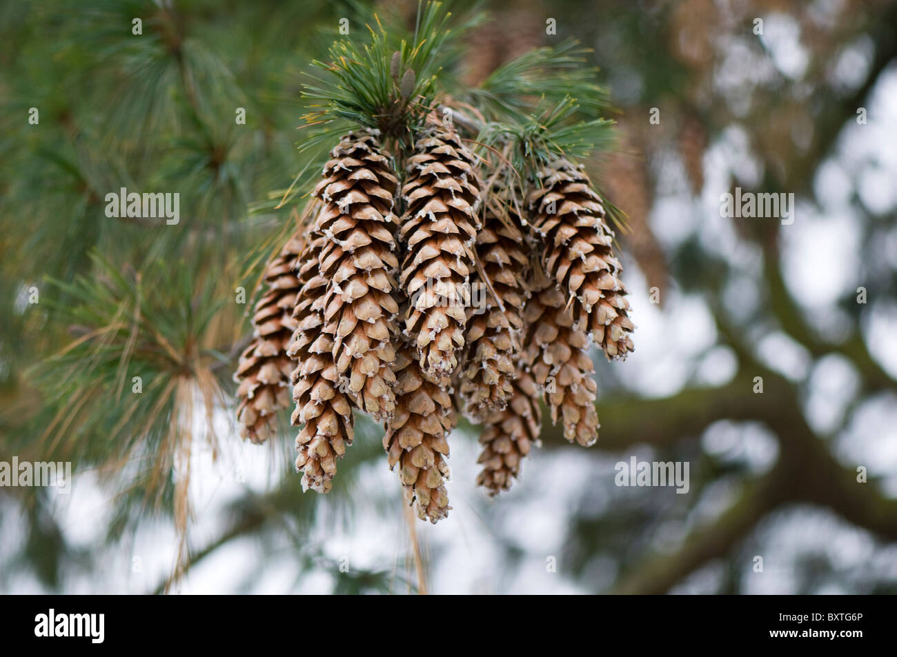 Pinus tree hi-res stock photography and images - Alamy