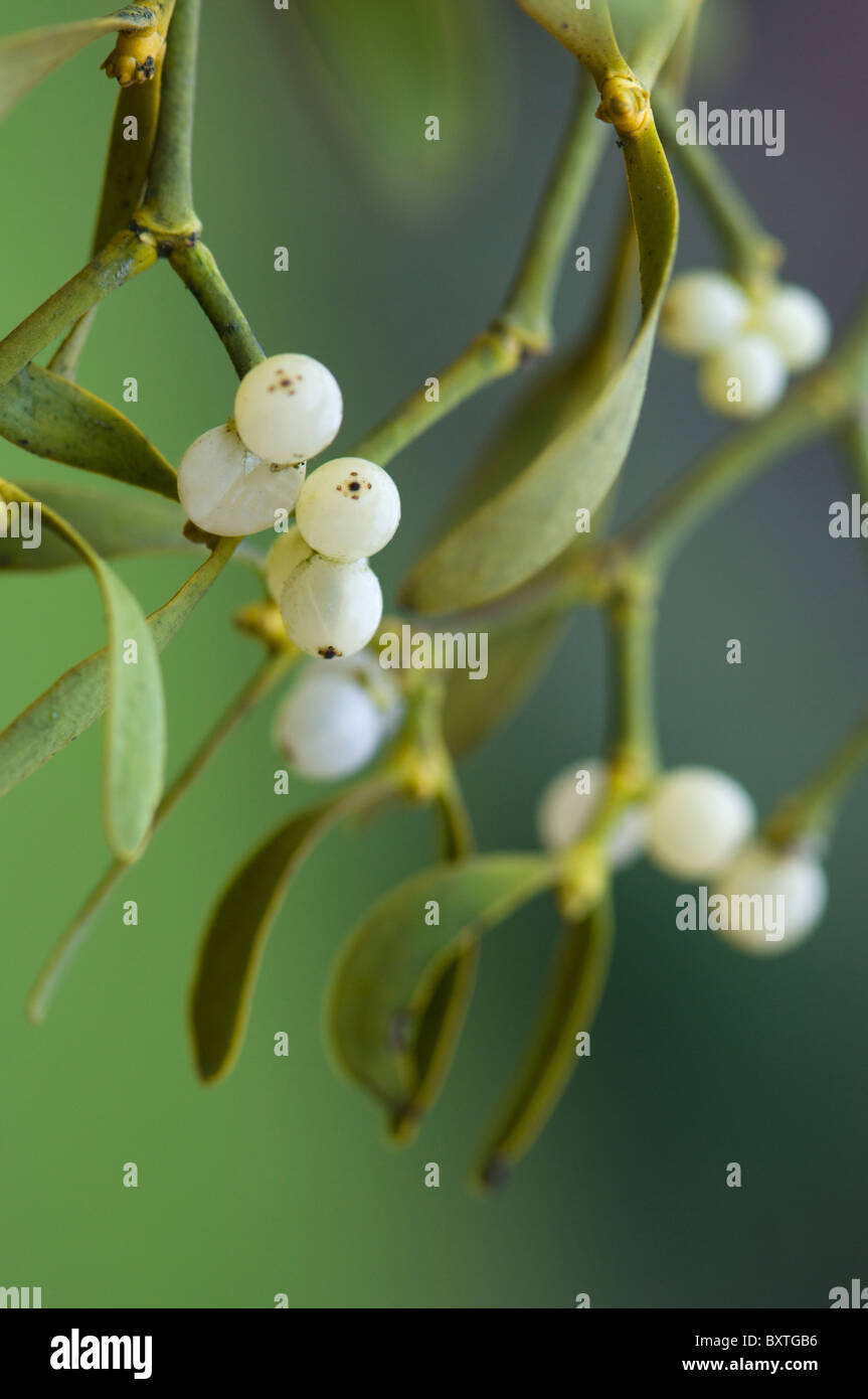 A sprig of European Mistletoe with white berries - Viscum album Stock ...