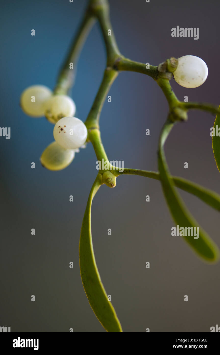 A sprig of European Mistletoe with white berries - Viscum album Stock ...