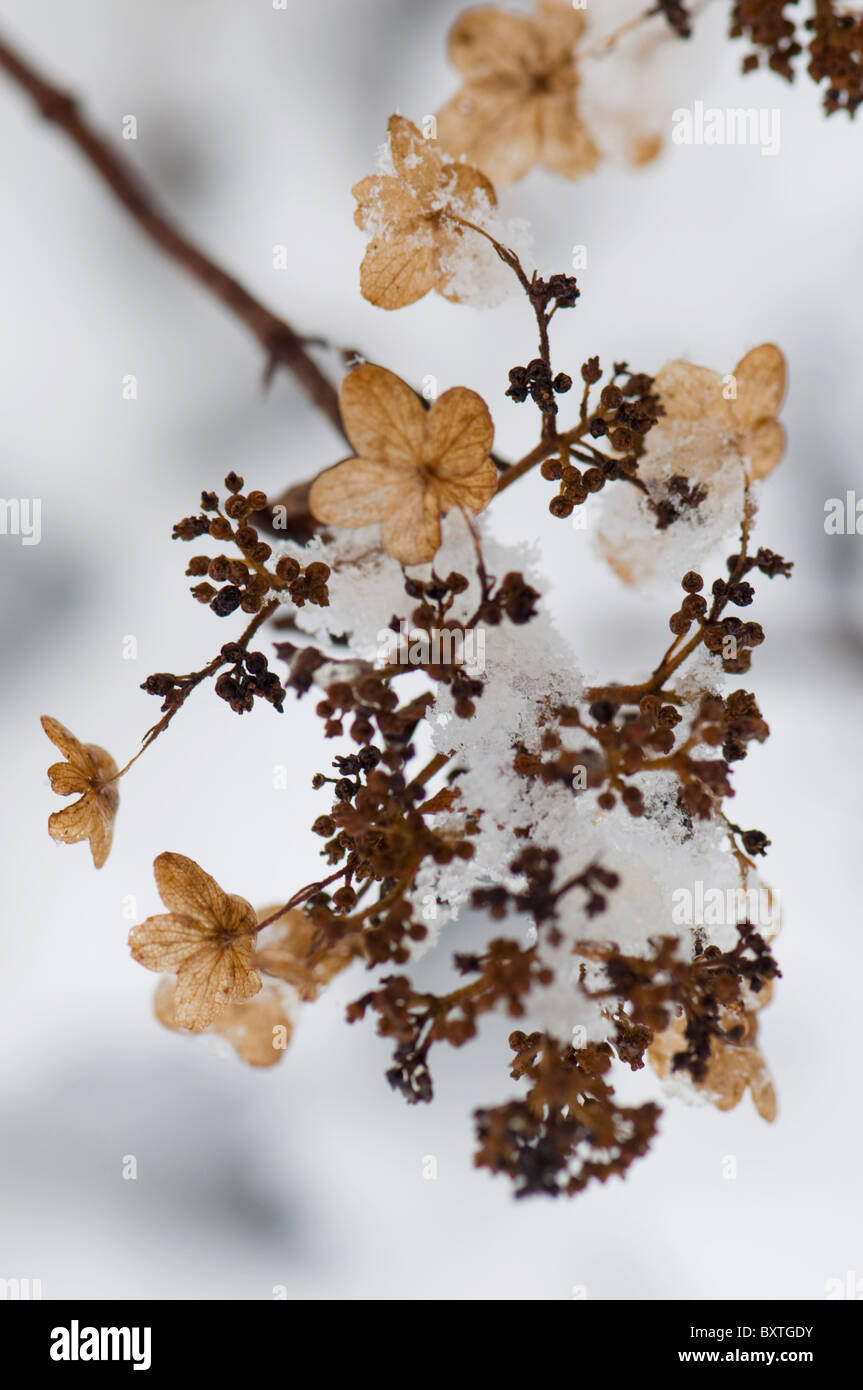 A Hydrangea Flower head covered in snow Stock Photo - Alamy