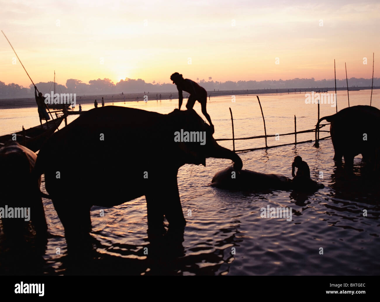 Elephant being washing hi-res stock photography and images - Alamy