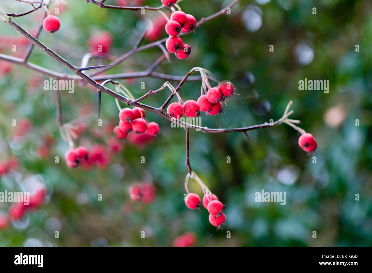 Vibrant red winter berries against soft background Stock Photo - Alamy