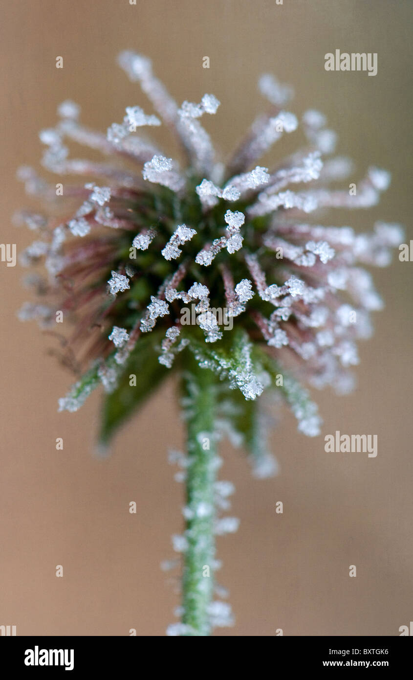 Small medick hi-res stock photography and images - Alamy