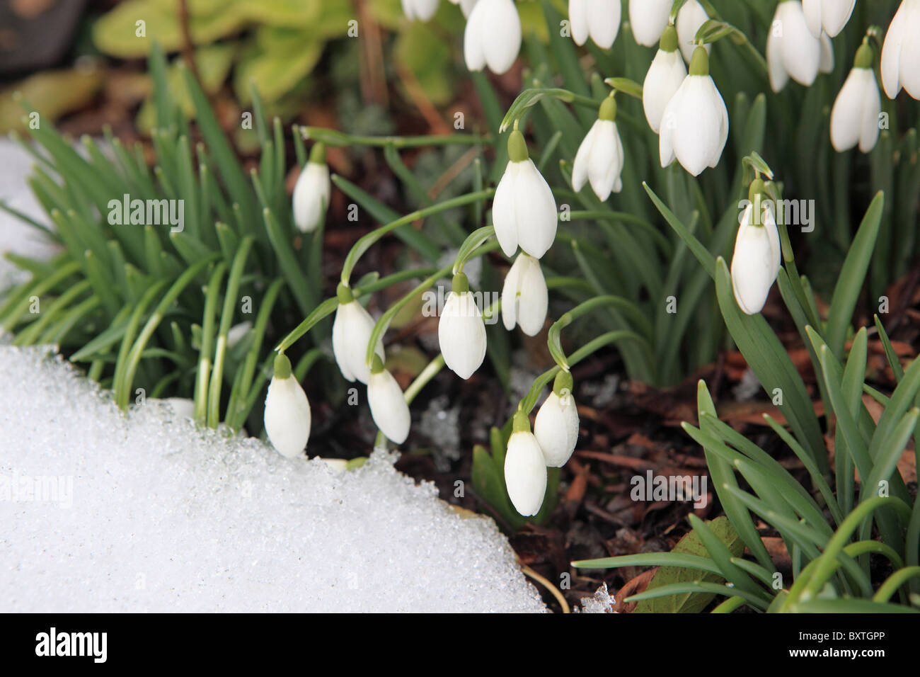 Flowers, Snowdrops In Snow Stock Photo - Alamy