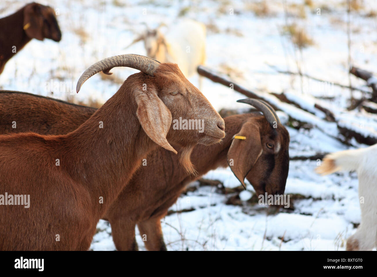 World of goats hi-res stock photography and images - Alamy
