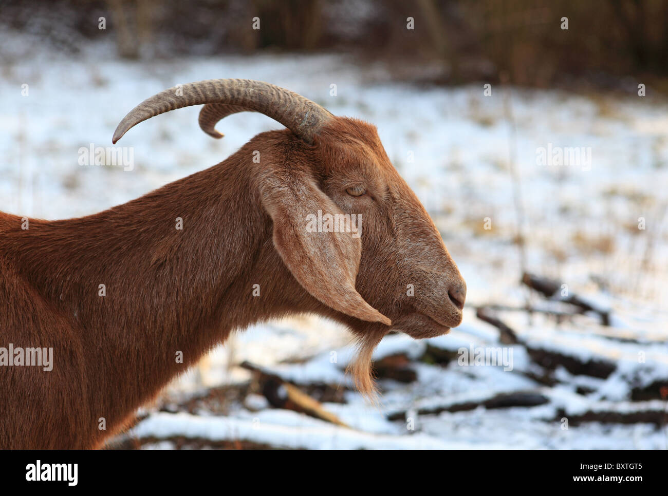 Winter, Snow, Goats Stock Photo - Alamy
