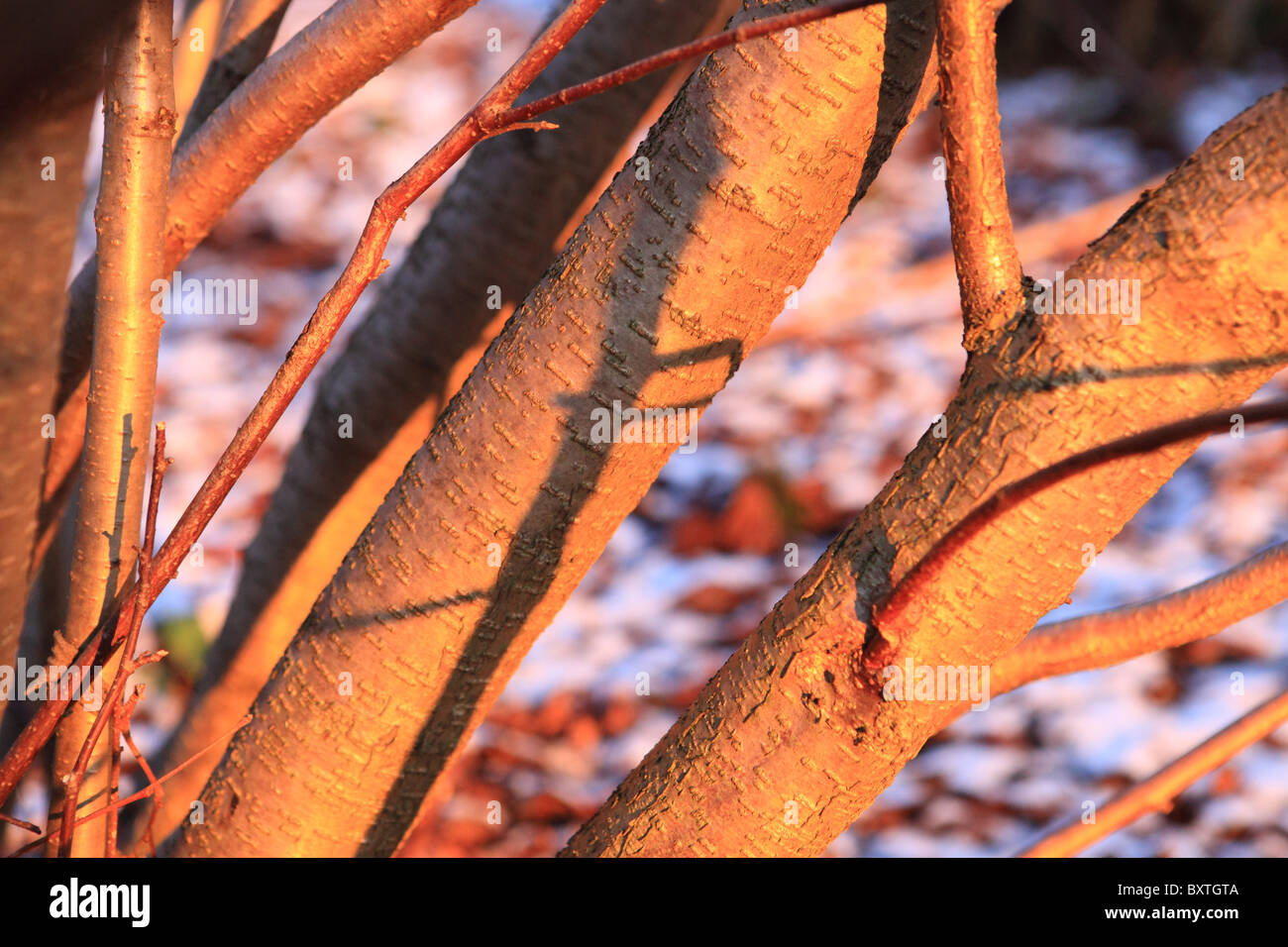 England winter forest hi-res stock photography and images - Alamy