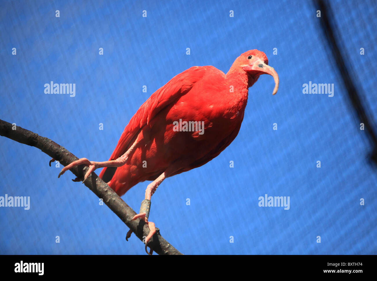 Scarlet red hi-res stock photography and images - Alamy