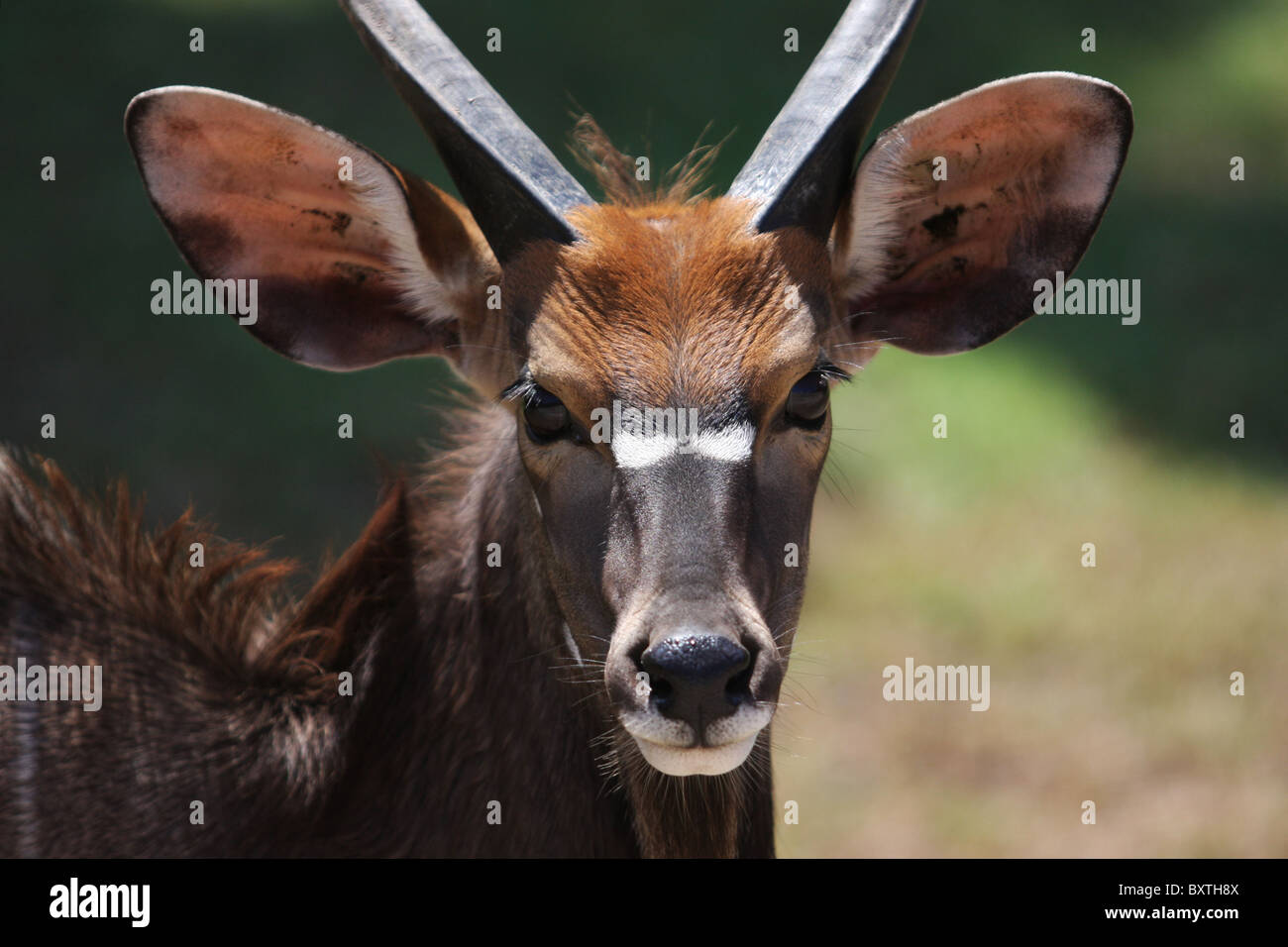 Ram face hi-res stock photography and images - Alamy