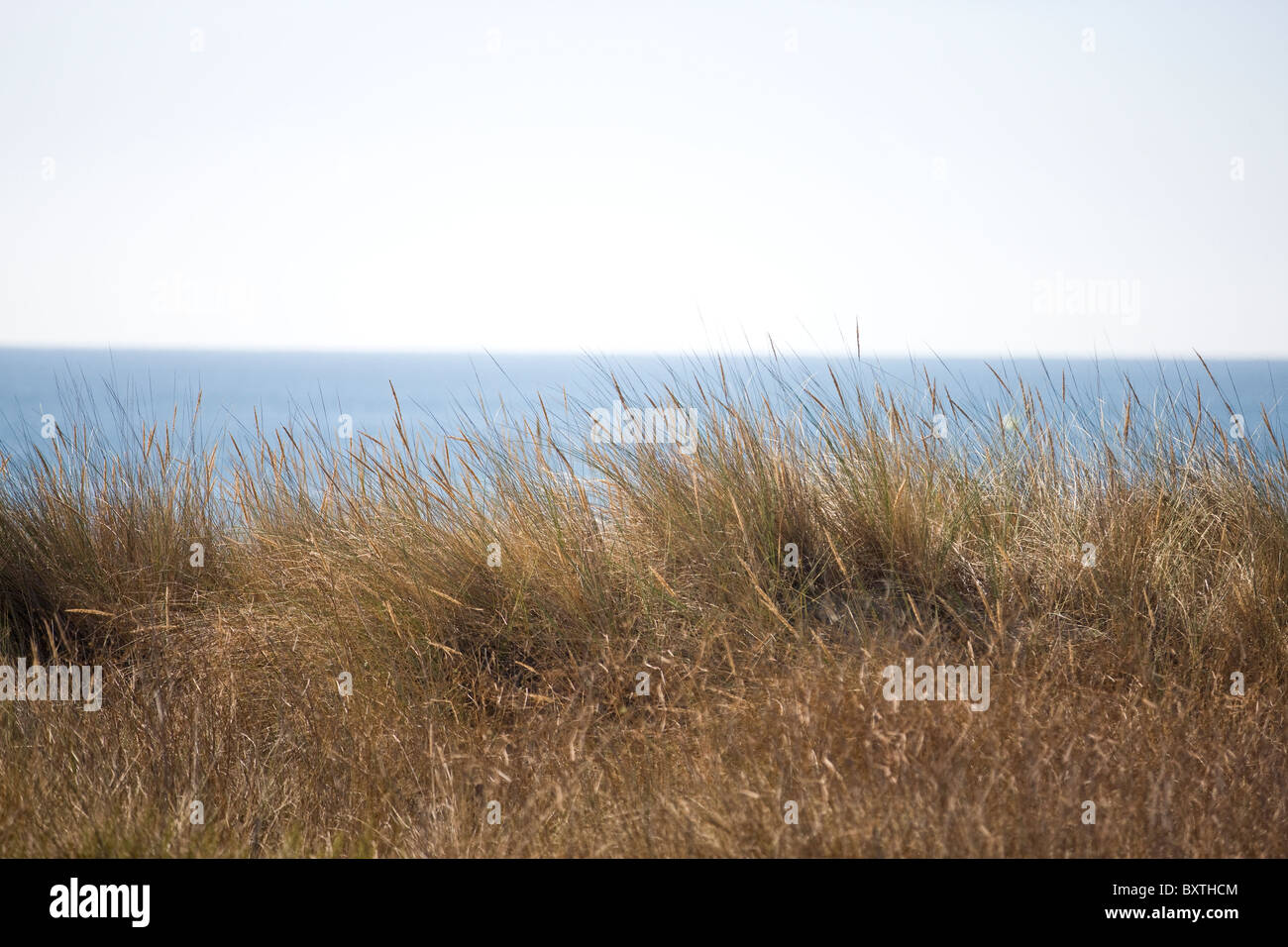 Grass growing on sand dunes by the sea Stock Photo - Alamy