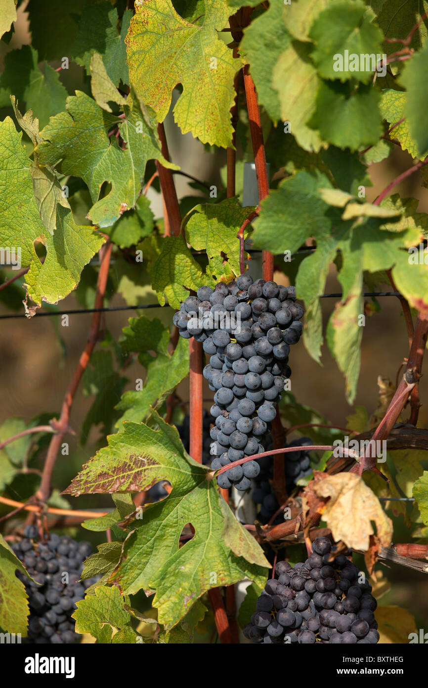 Barolo Grapes, Langhe, Piedmont, Italy Stock Photo - Alamy