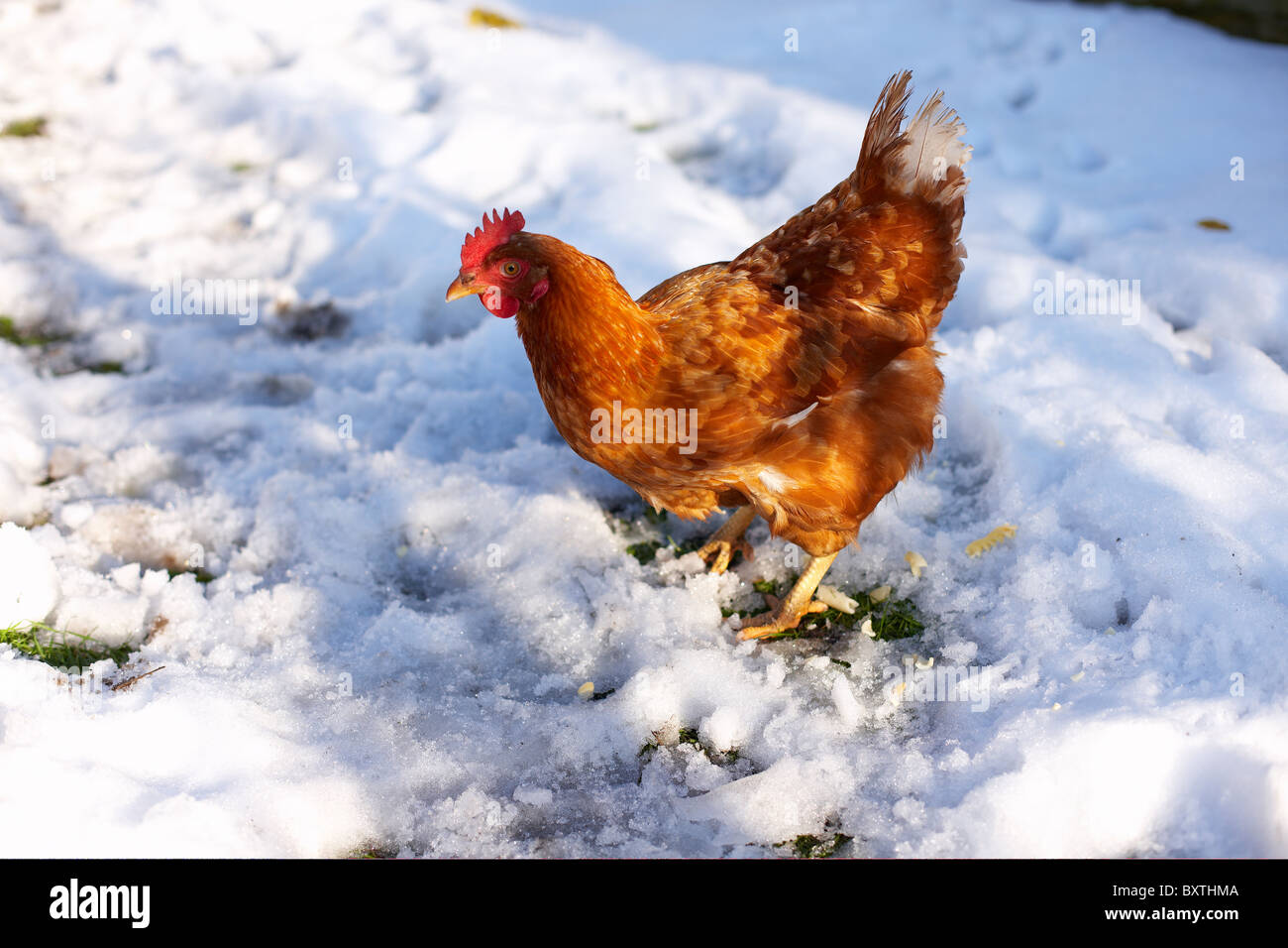 Ginger chicken run hi-res stock photography and images - Alamy