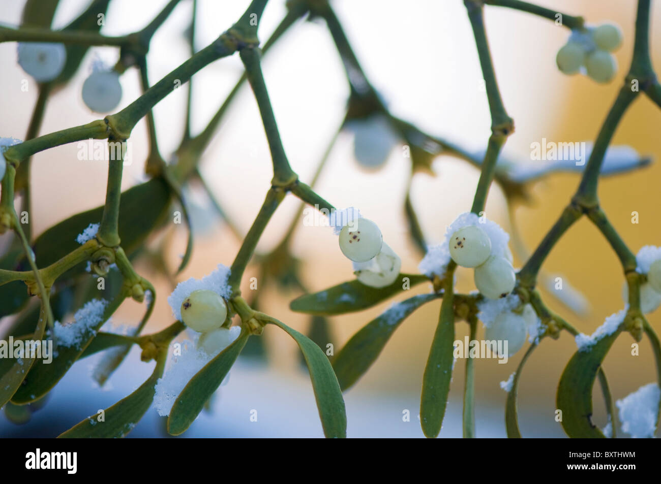 A sprig of European Mistletoe with white berries - Viscum album Stock ...