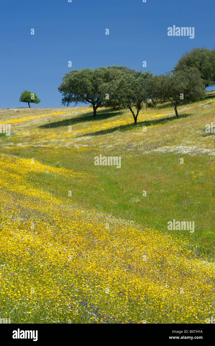 Portugal trees hi-res stock photography and images - Alamy