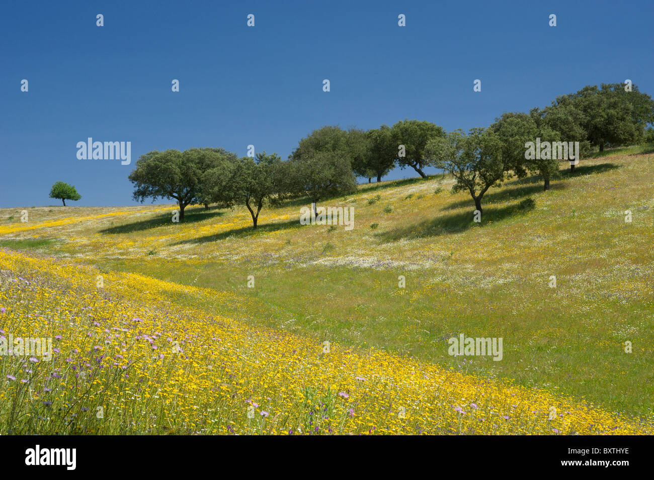 Portugal, The Alentejo, Cork Trees And Wild Flowers Stock Photo - Alamy