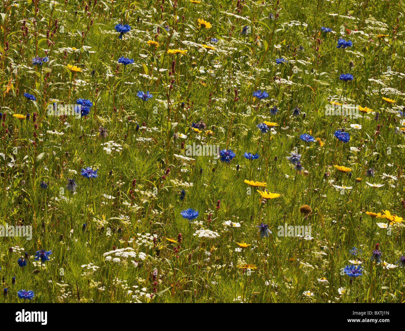 Yorkshire wildflower meadow in late summer with Cornflower etc Stock ...