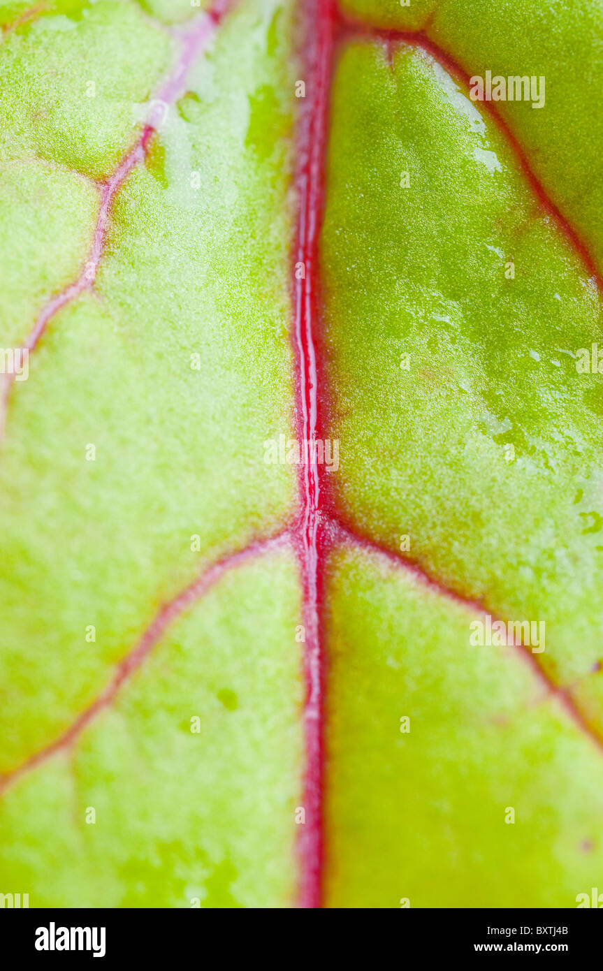 Organic Spring Mix green Lettuce Stock Photo - Alamy
