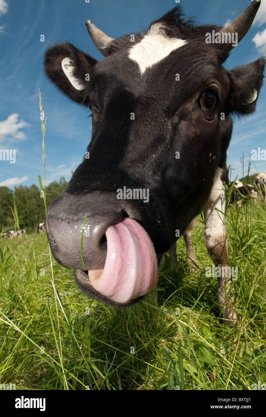Crop cow hi-res stock photography and images - Alamy