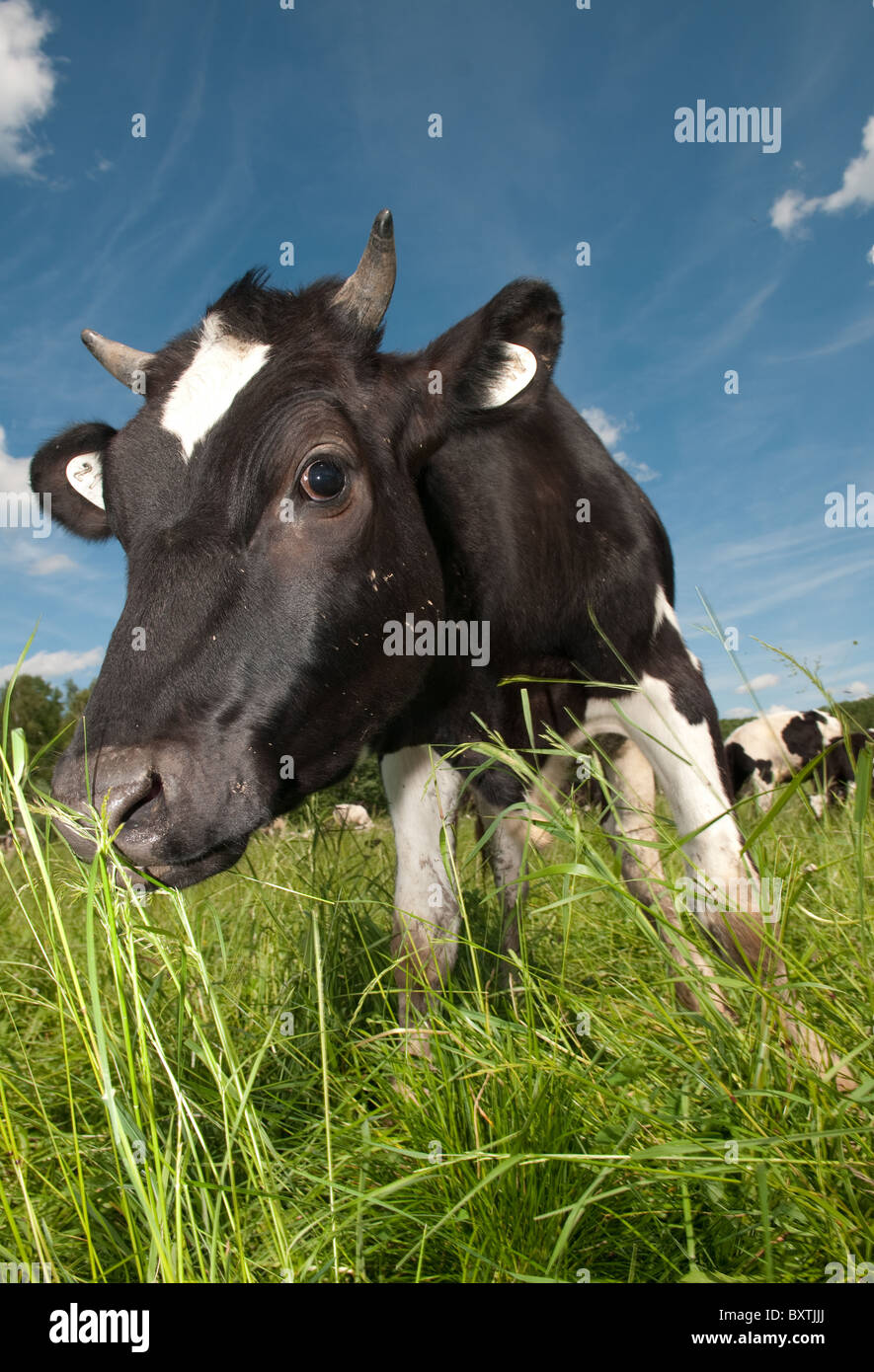 Crop cow hi-res stock photography and images - Alamy