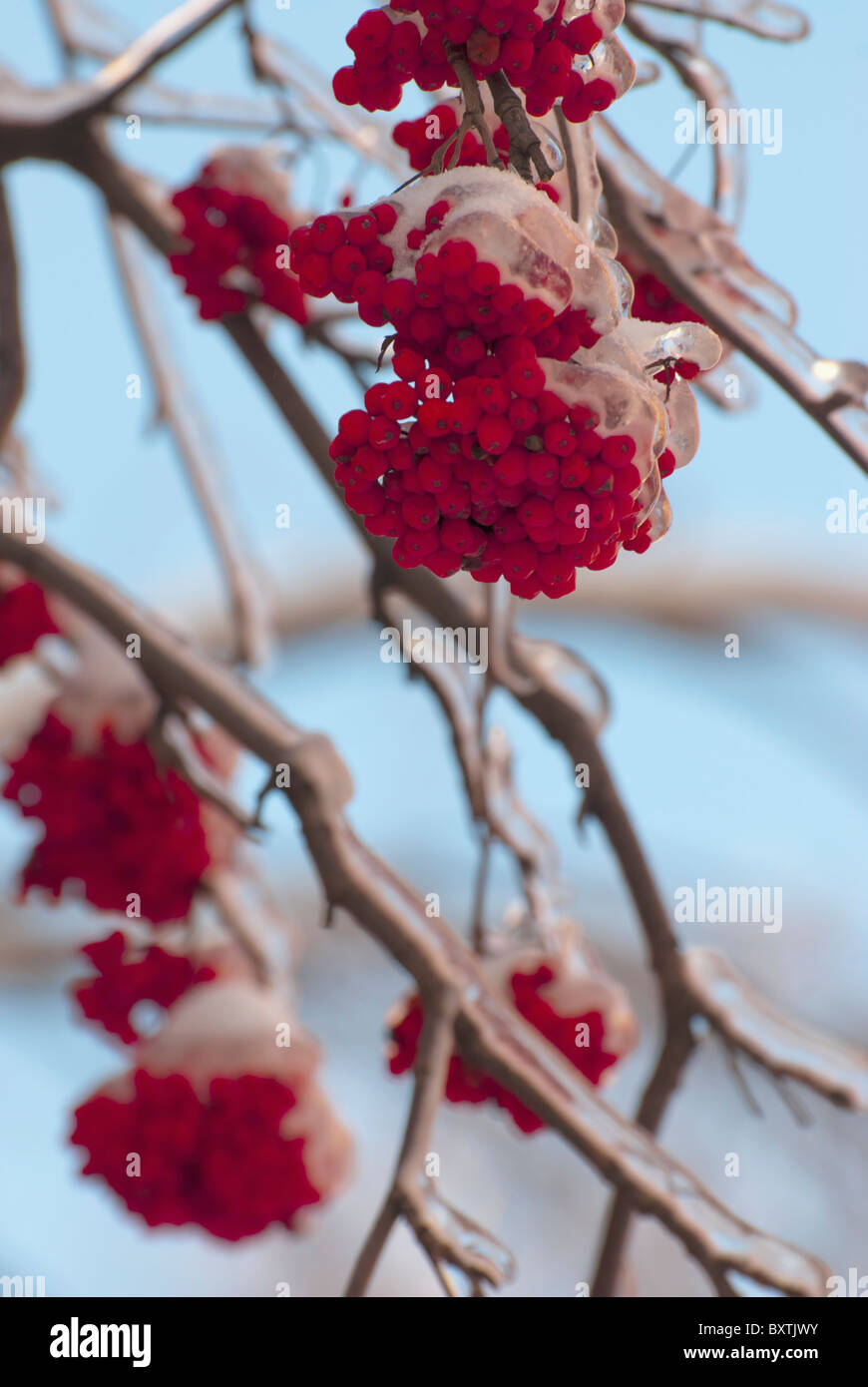 Red ash covered by ice on the blue sky background Stock Photo - Alamy