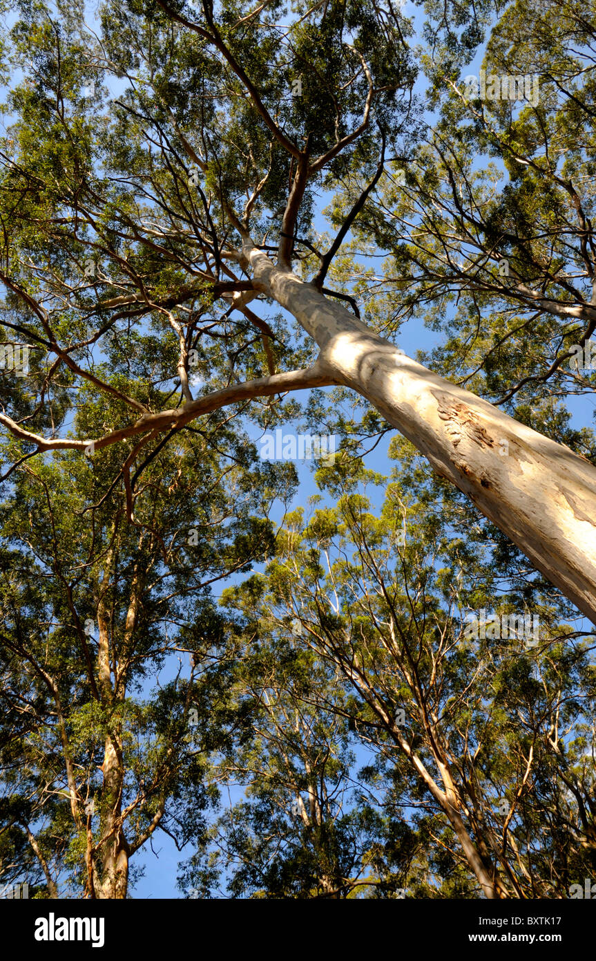 Kauri Forest Wa Australia Stock Photo - Alamy