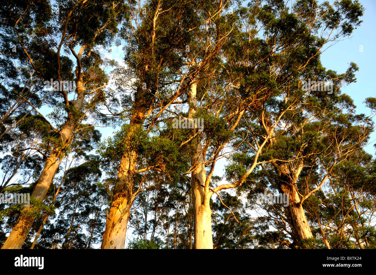 Kauri forest hi-res stock photography and images - Alamy